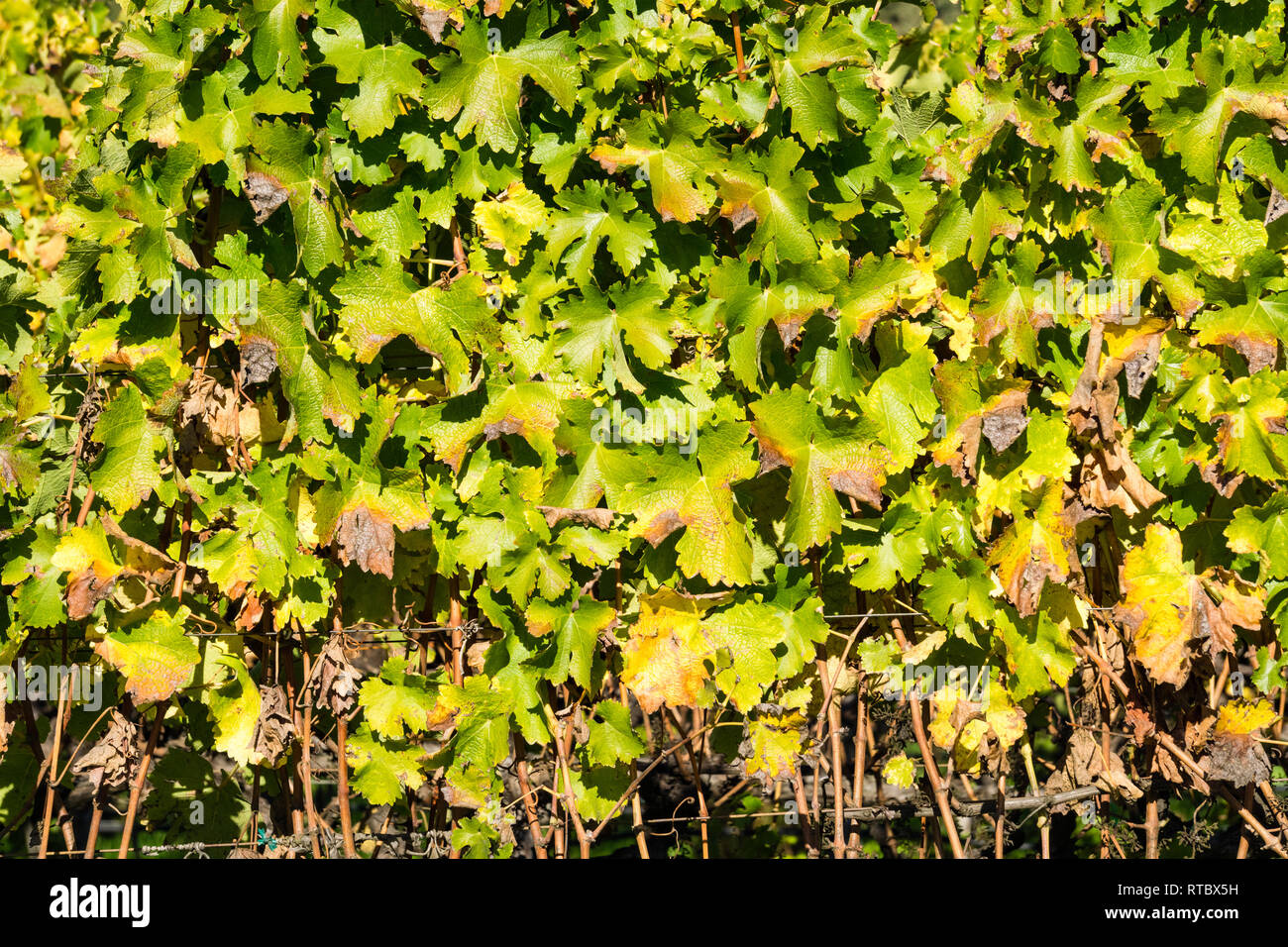 Dense foliage hi-res stock photography and images - Alamy