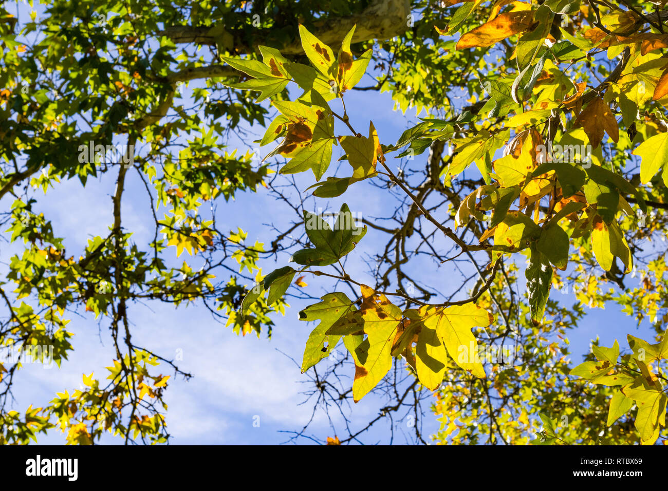 Western Sycamore tree (Platanus racemosa) leaves on a sky background ...
