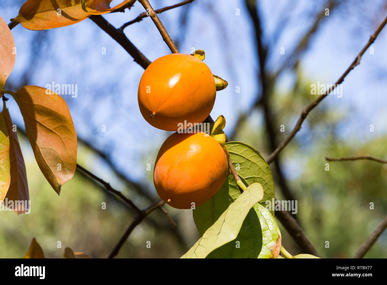 Persimmons growing tree branch hi-res stock photography and images - Alamy