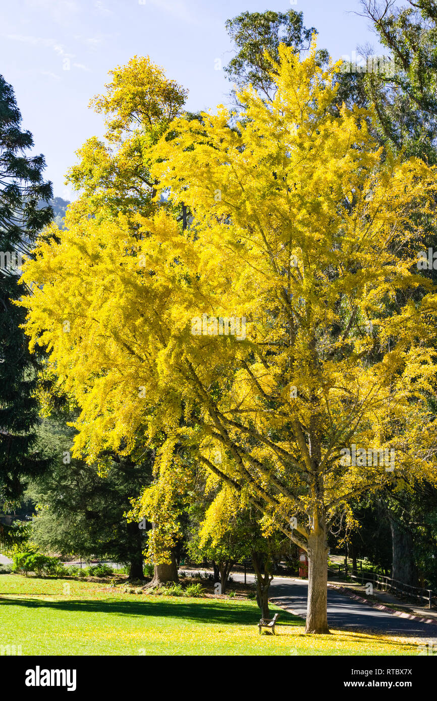 Yellow leaves in a tree, in autumn, California Stock Photo - Alamy
