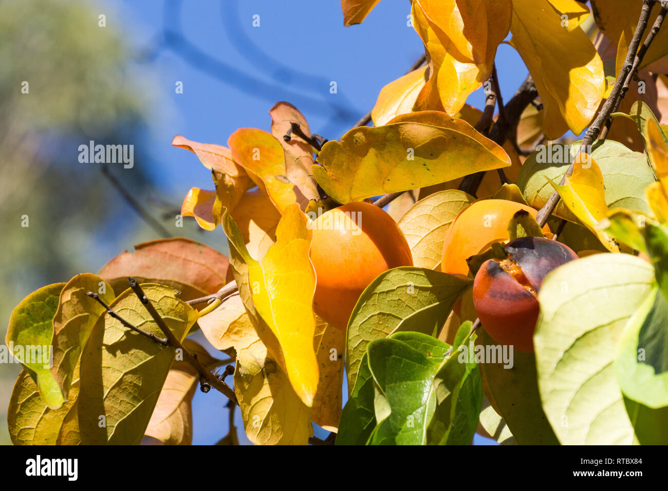 Orange persimmons hanging on tree, California Stock Photo - Alamy