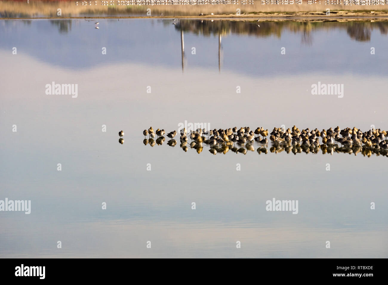Hayward marsh hi-res stock photography and images - Alamy