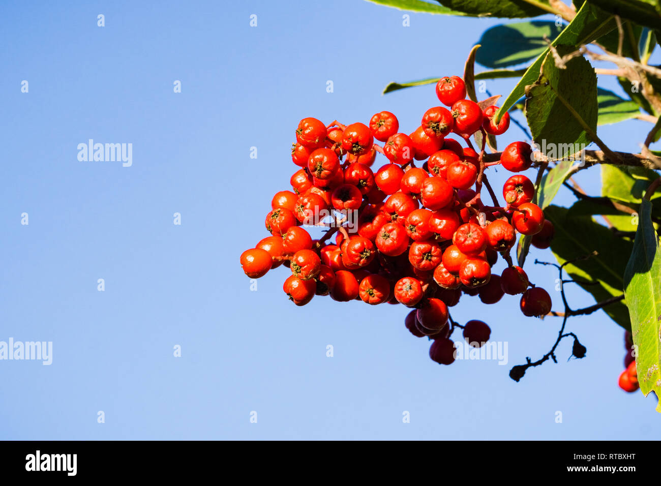 Bright red Toyon (Heteromeles) berries, California Stock Photo - Alamy