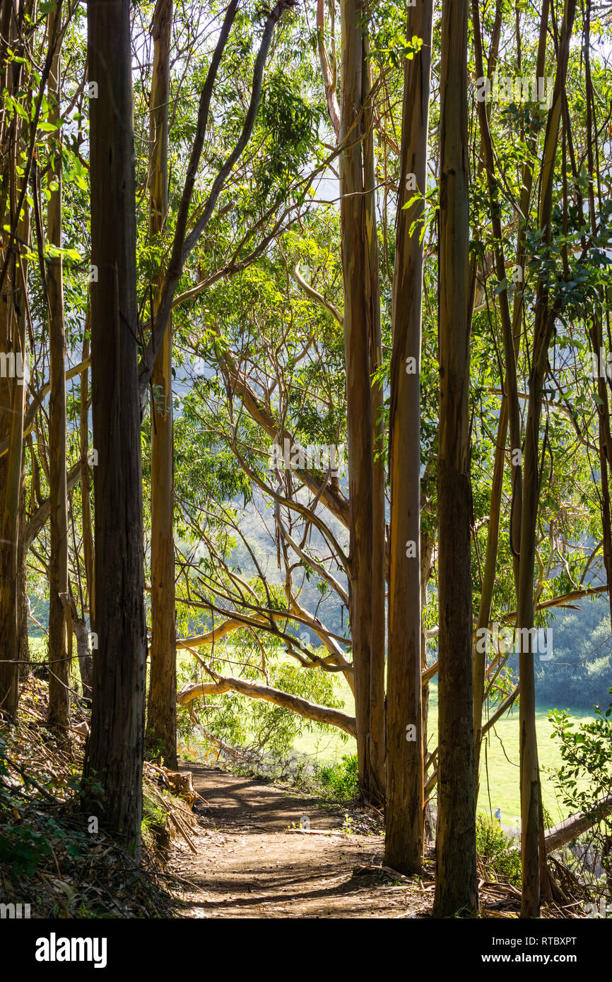 Path in Eucalyptus forest, California Stock Photo - Alamy