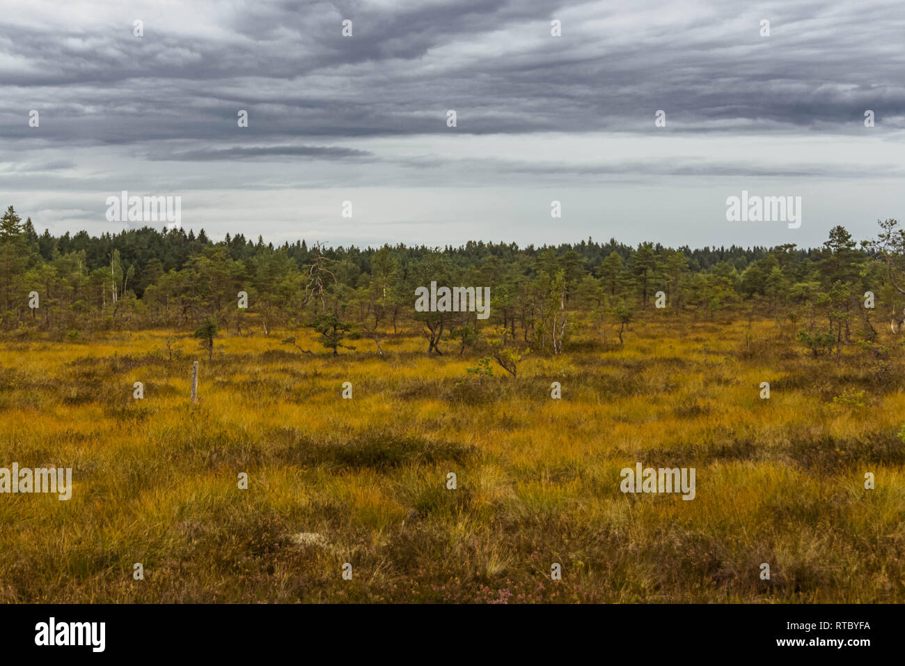 Bog scenery hi-res stock photography and images - Alamy