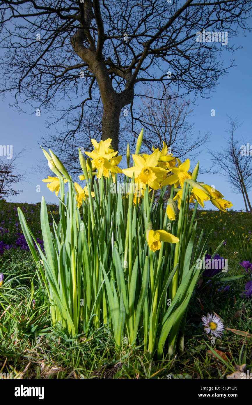 Daffodils, Duthie Park, Aberdeen, Scotland, UK Stock Photo - Alamy