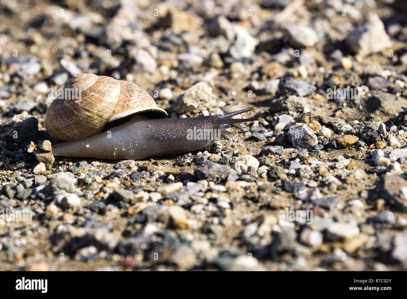Black snail crossing a gravel path, California Stock Photo - Alamy