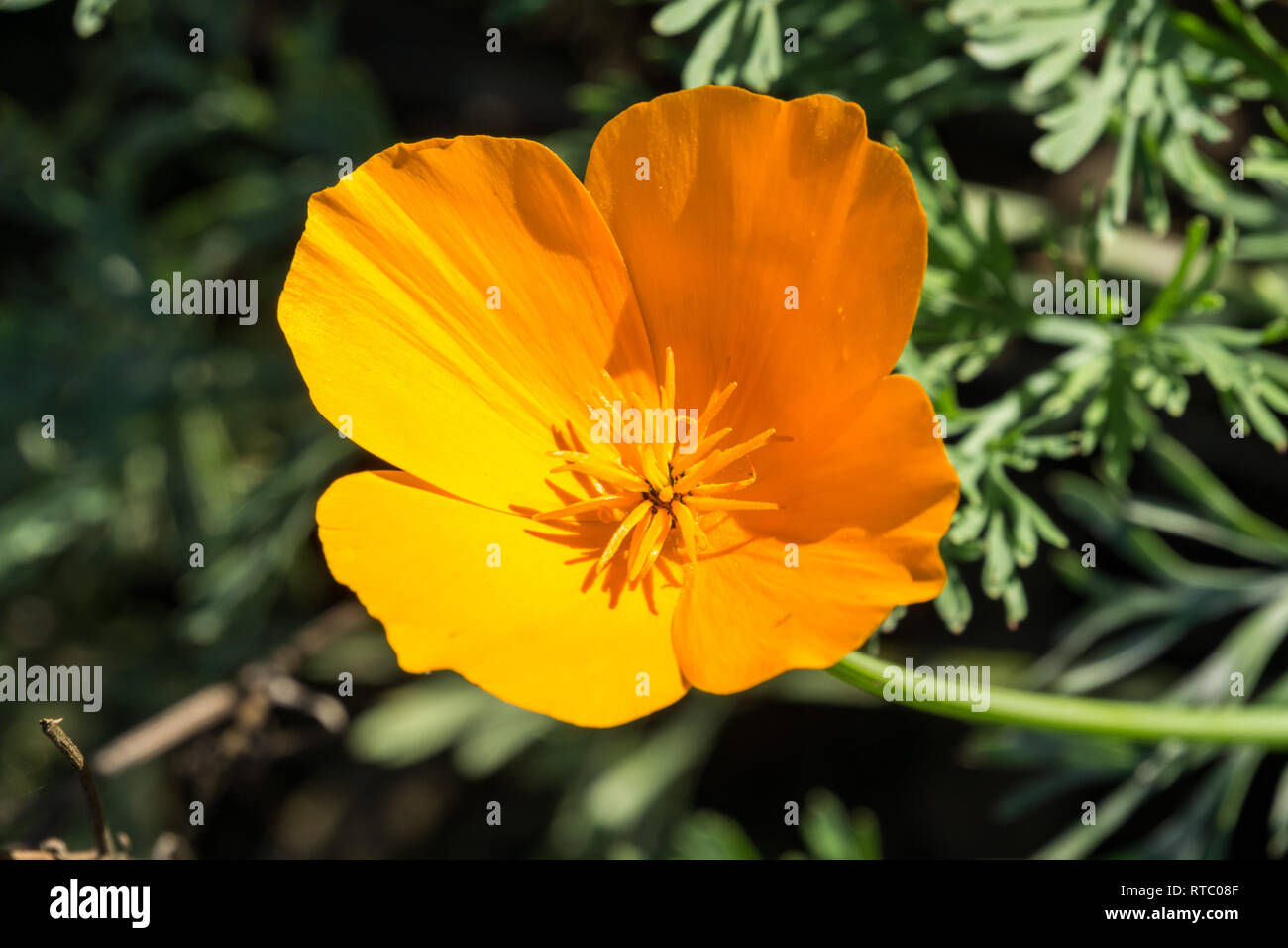 California poppy close up Stock Photo - Alamy