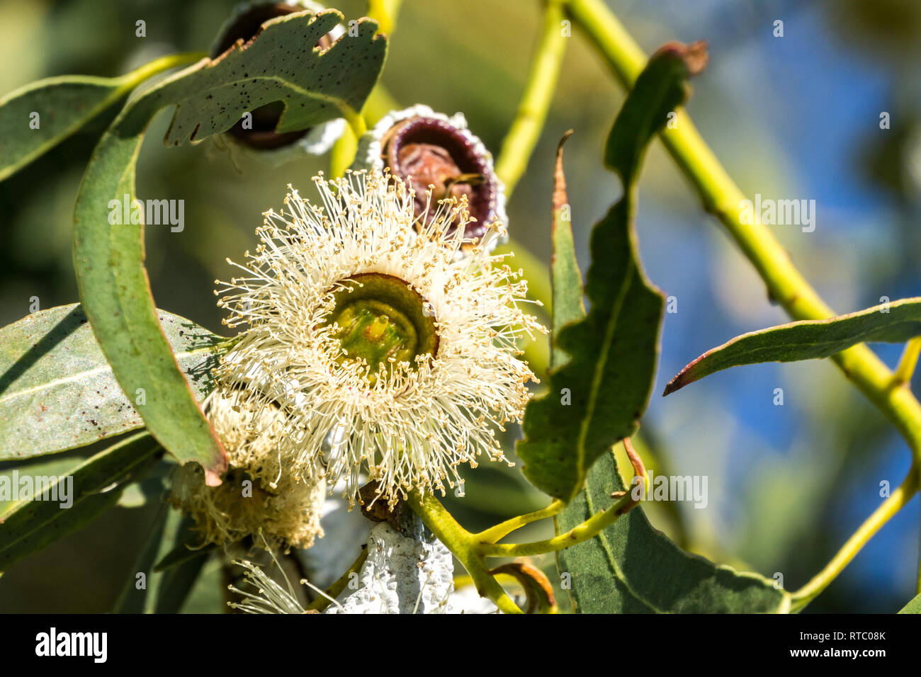 Soap tree plant hi-res stock photography and images - Alamy