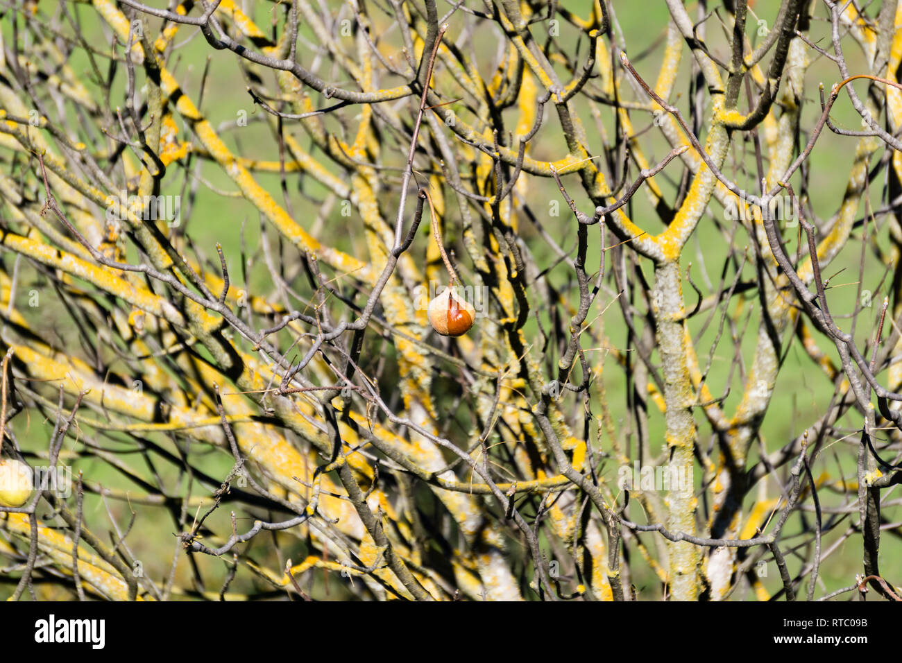 California buckeye tree hi-res stock photography and images - Alamy