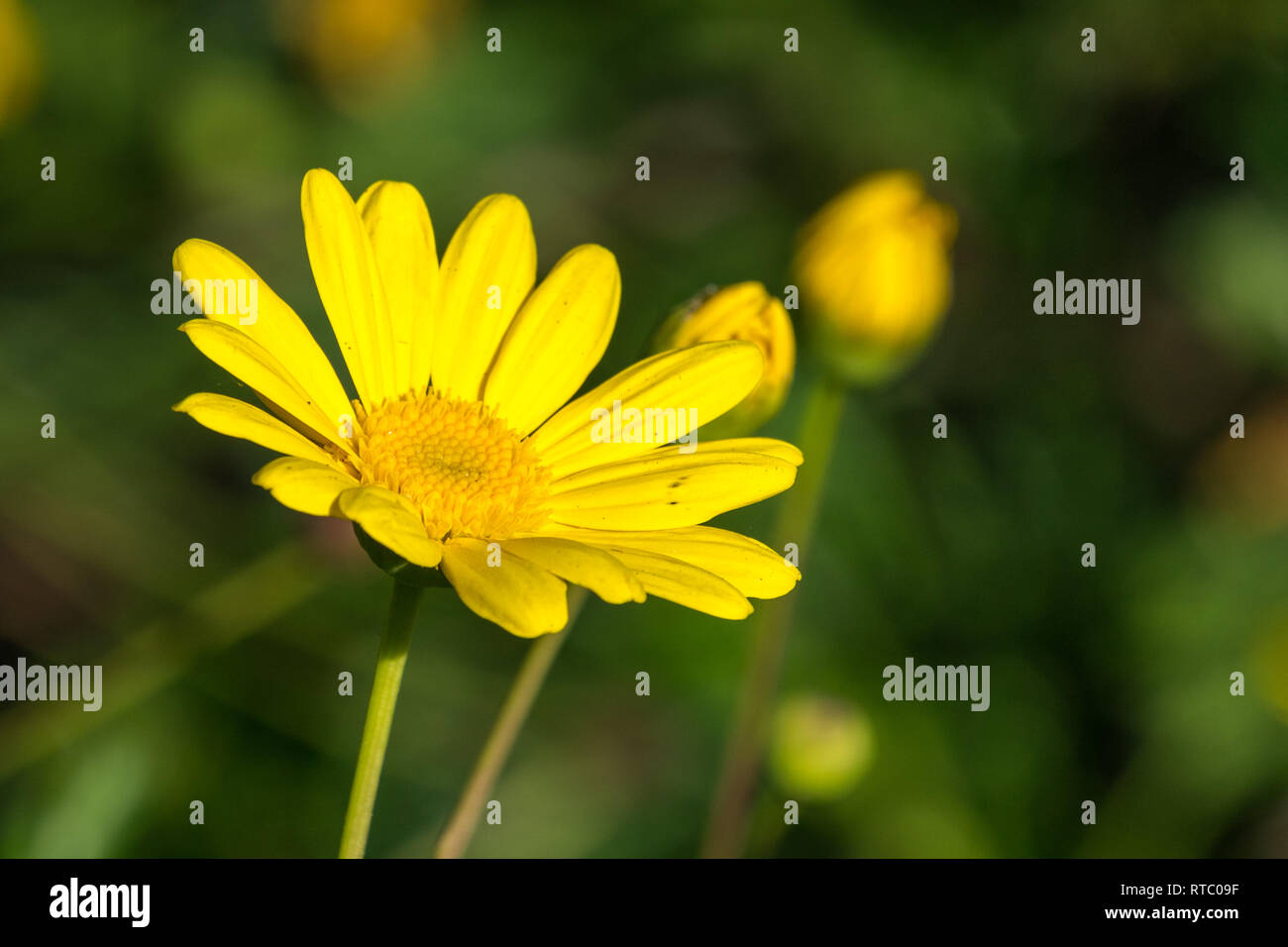 Bright yellow landscaping flower, California Stock Photo - Alamy