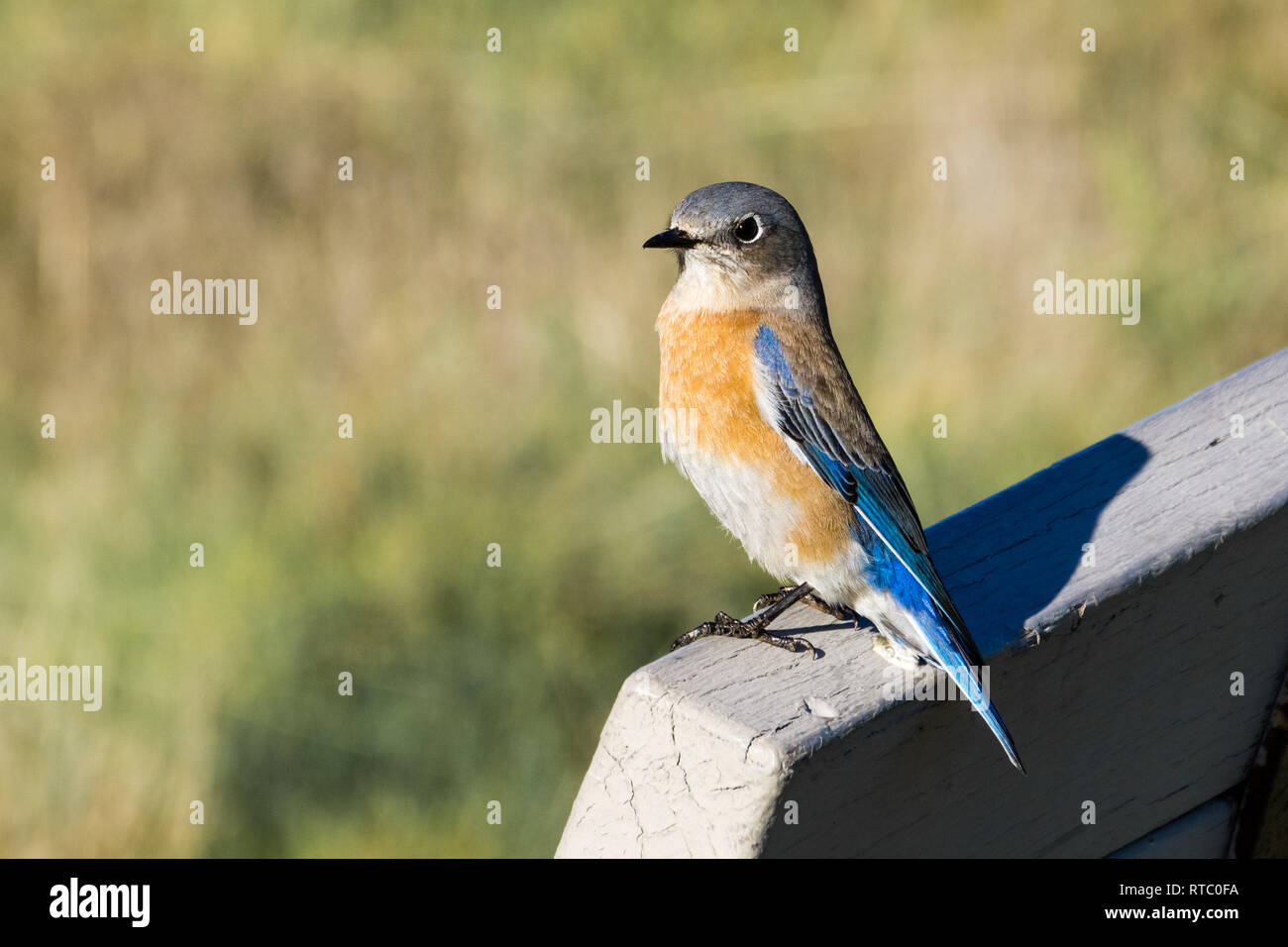 Western bluebird female hi-res stock photography and images - Alamy