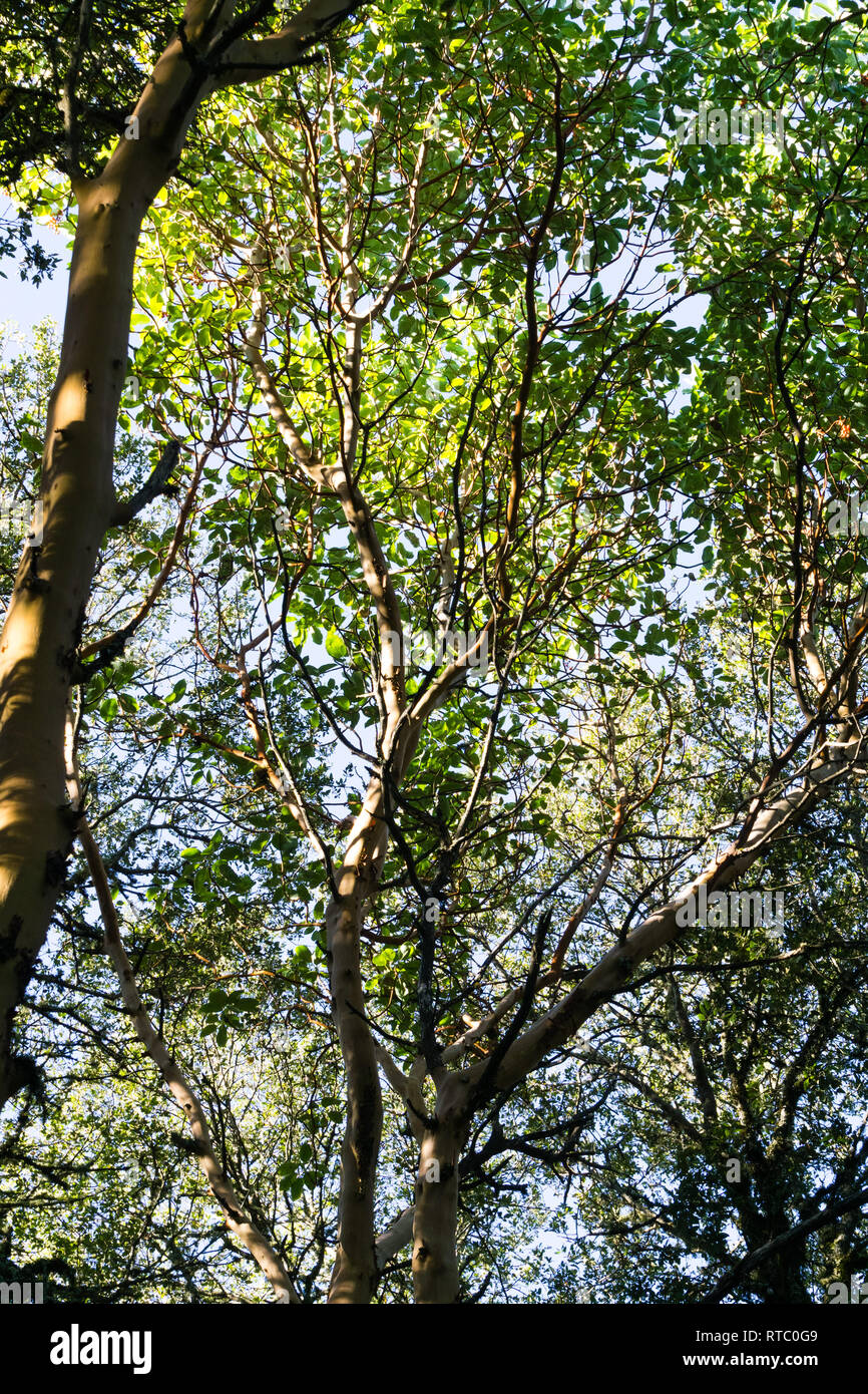 Pacific madrone trees hi-res stock photography and images - Alamy