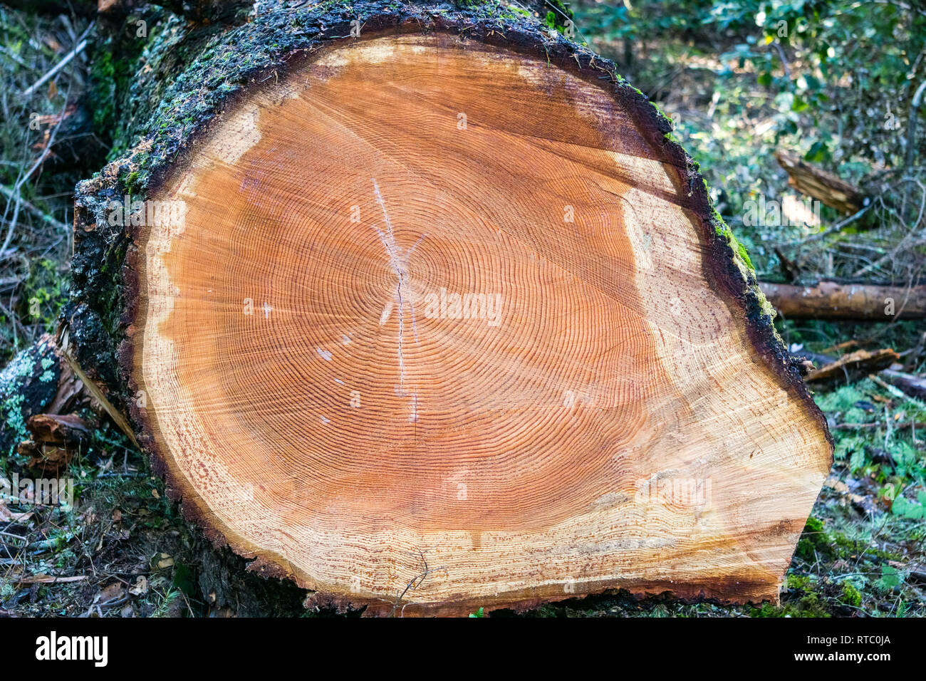 Bark cross section pine hi-res stock photography and images - Alamy