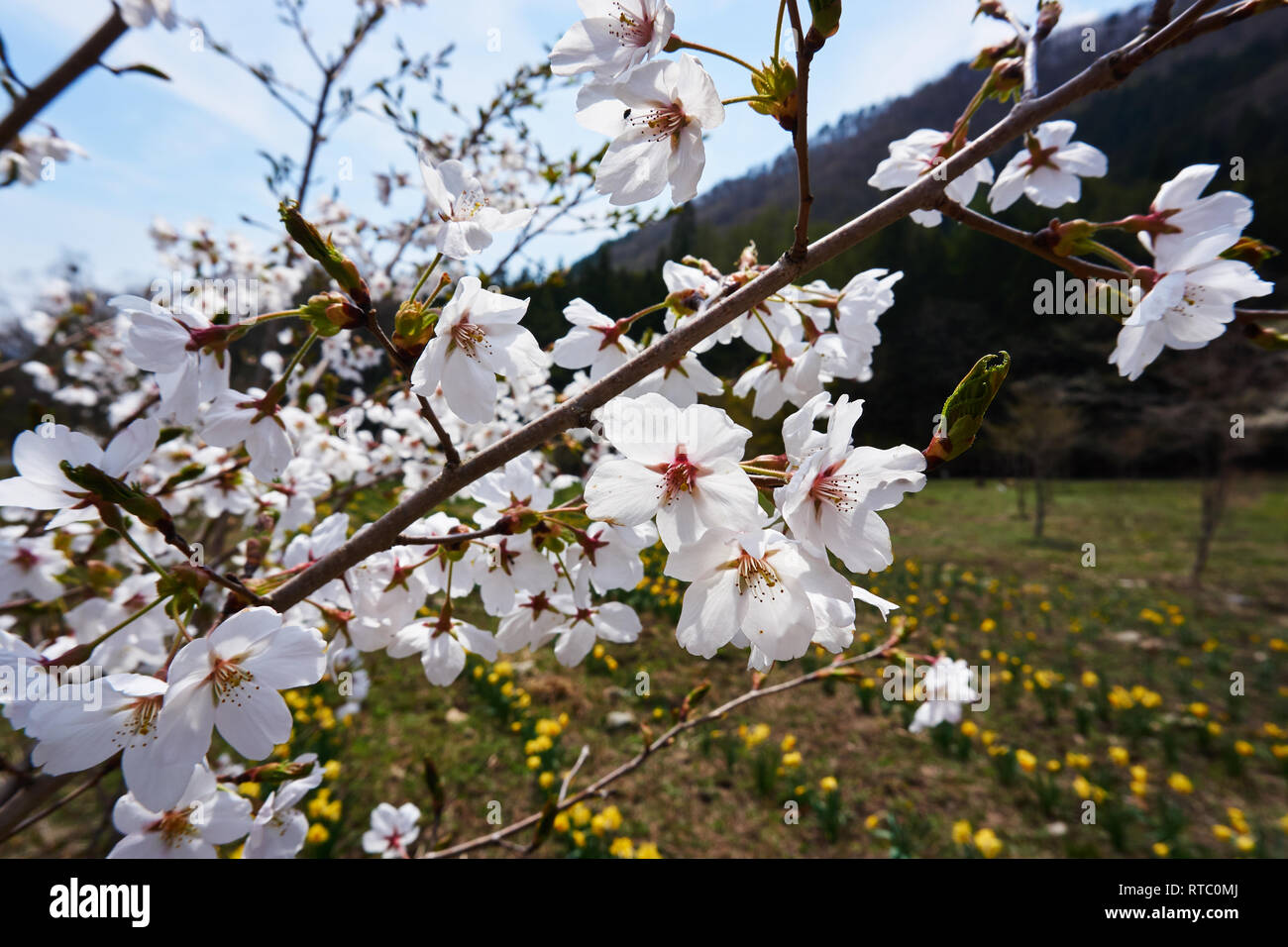 Closeup of cherry blossoms sakura flowers in full bloom at a flower ...