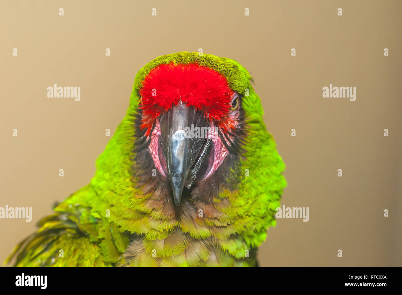 Beautiful Military McCaw Stock Photo - Alamy