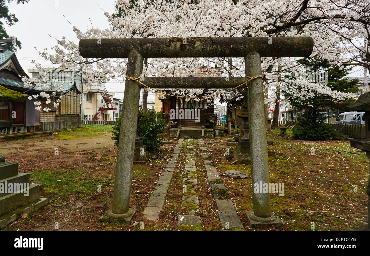 Sakura cherry blossoms bloom over the pathway leading to a small Shinto ...