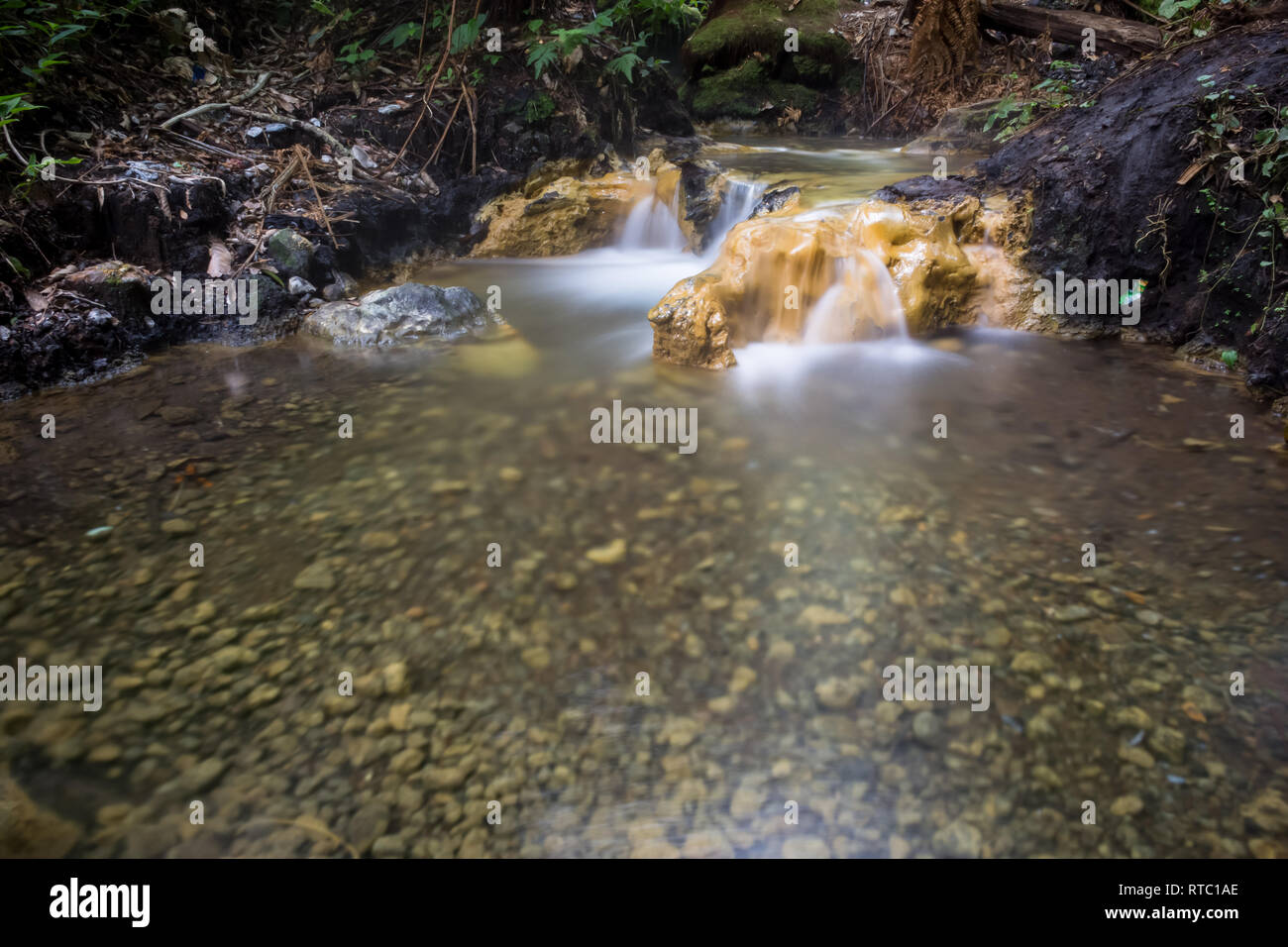Lovely milky hot springs stream in the middle of the wood of Gede ...