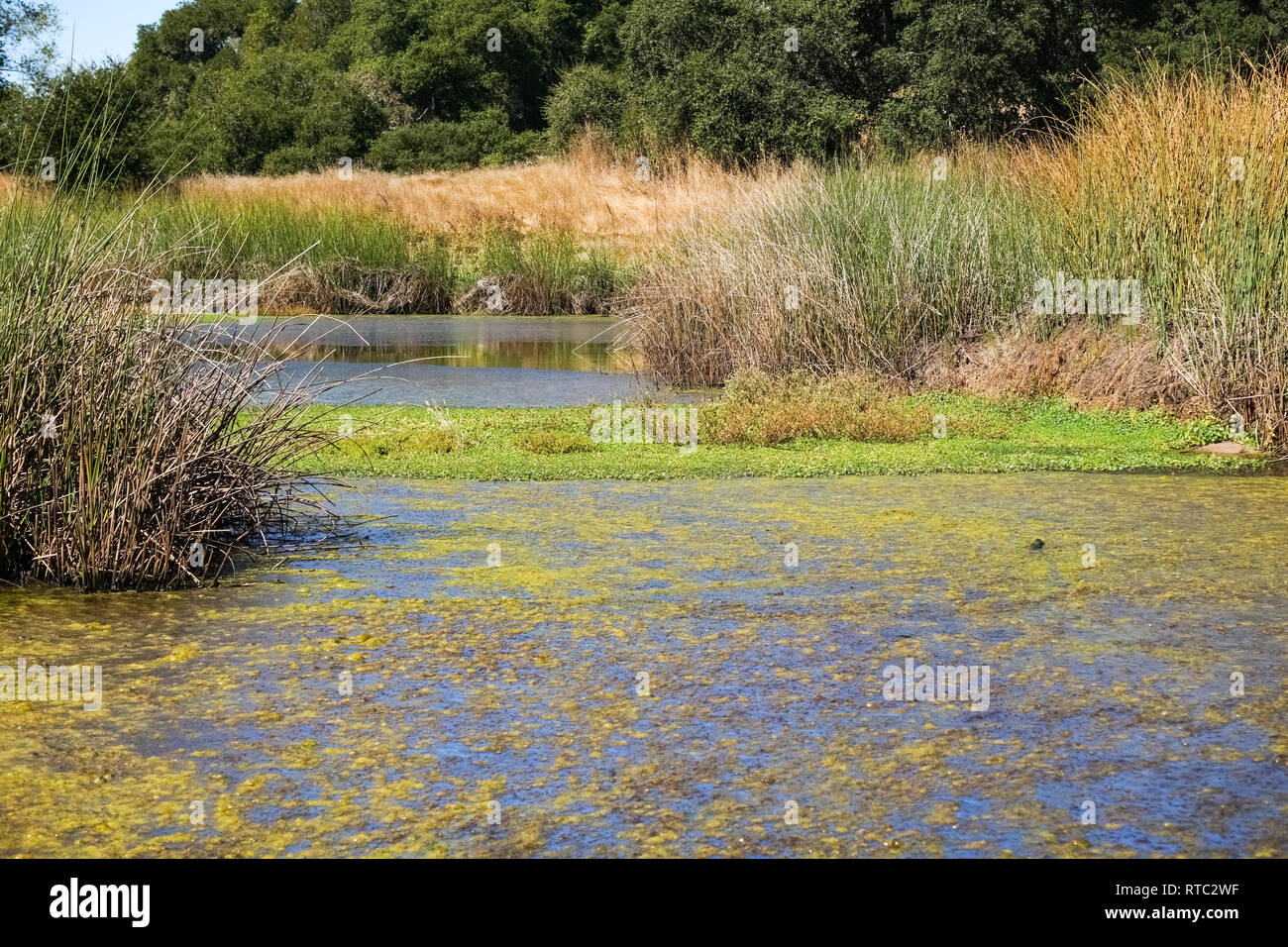 Redfern lake hi-res stock photography and images - Alamy