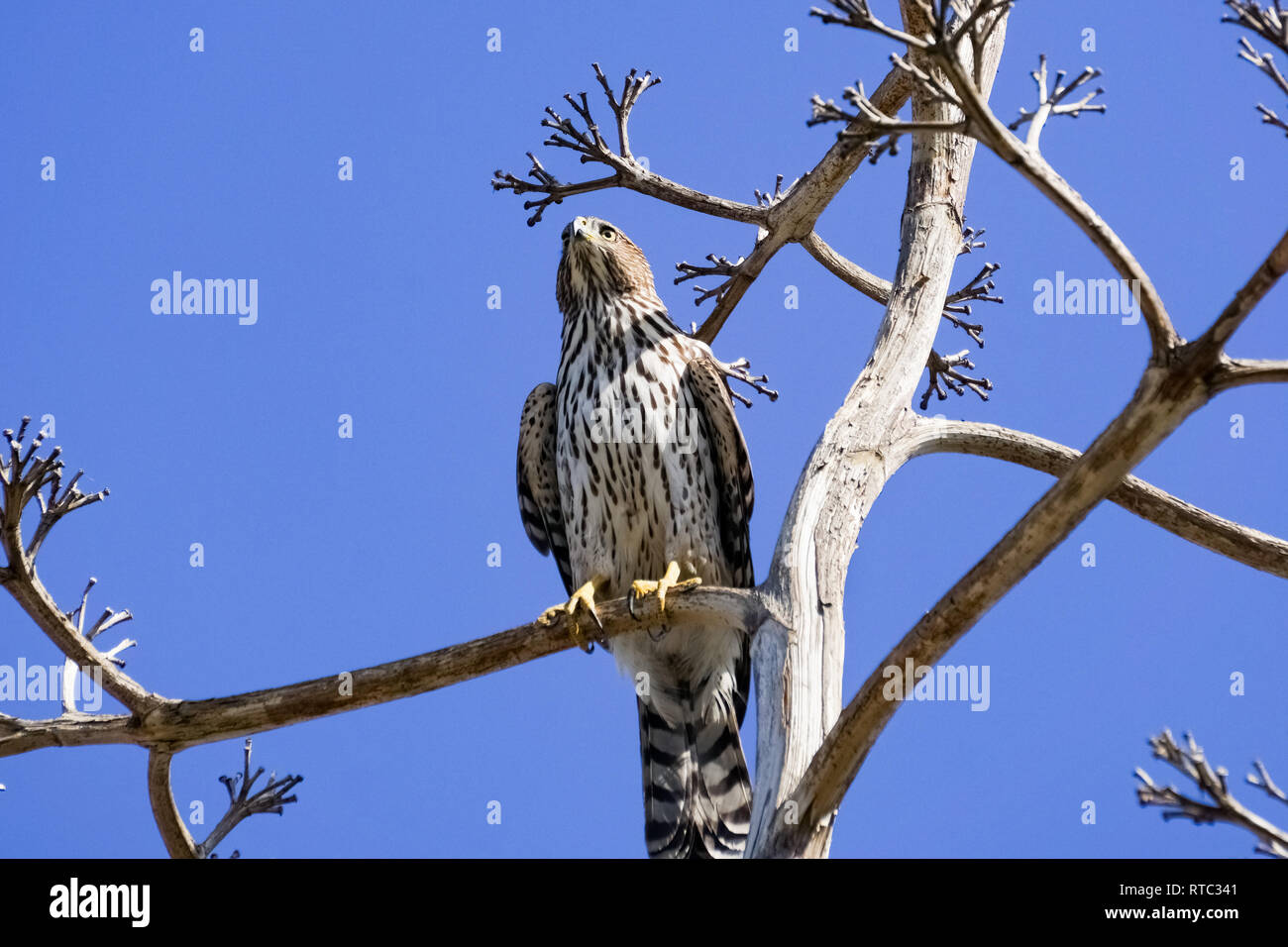 Cooper's hawk south america hi-res stock photography and images - Alamy