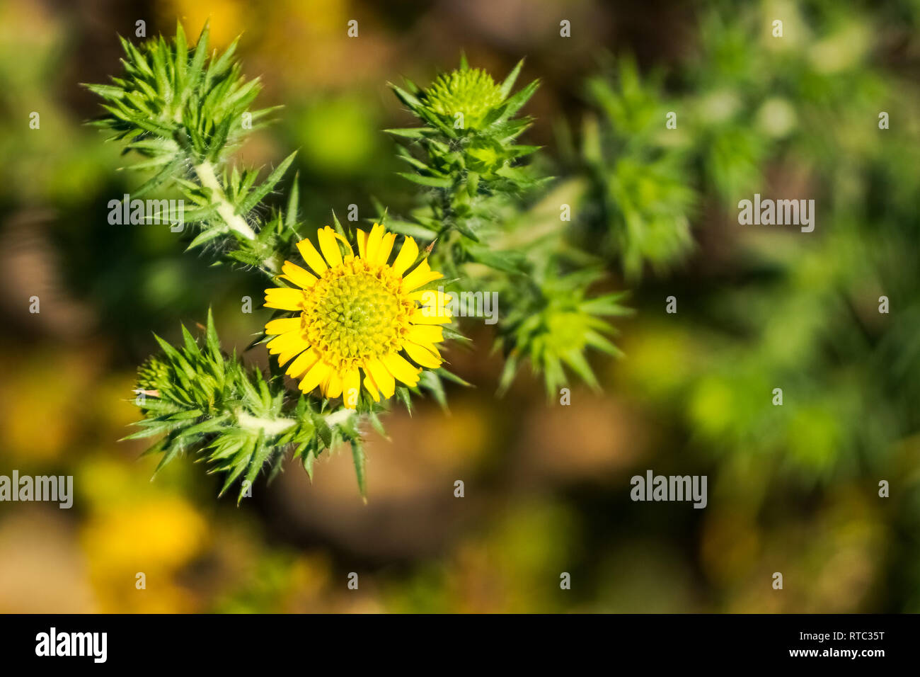 Spikeweed hi-res stock photography and images - Alamy