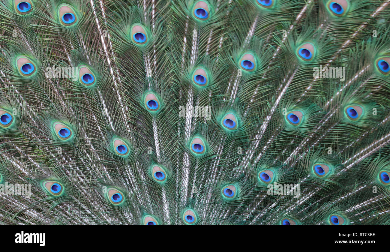 Detail of peacock feathers creating a strong pattern and distinctive ...