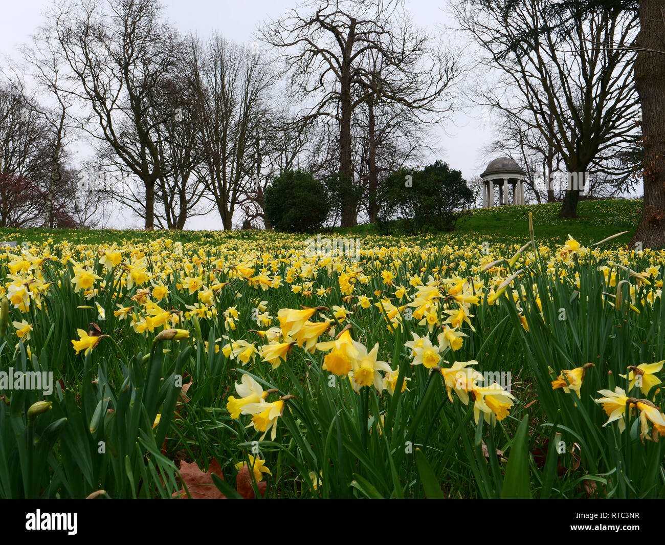Daffodils In Pots High Resolution Stock Photography and Images - Alamy