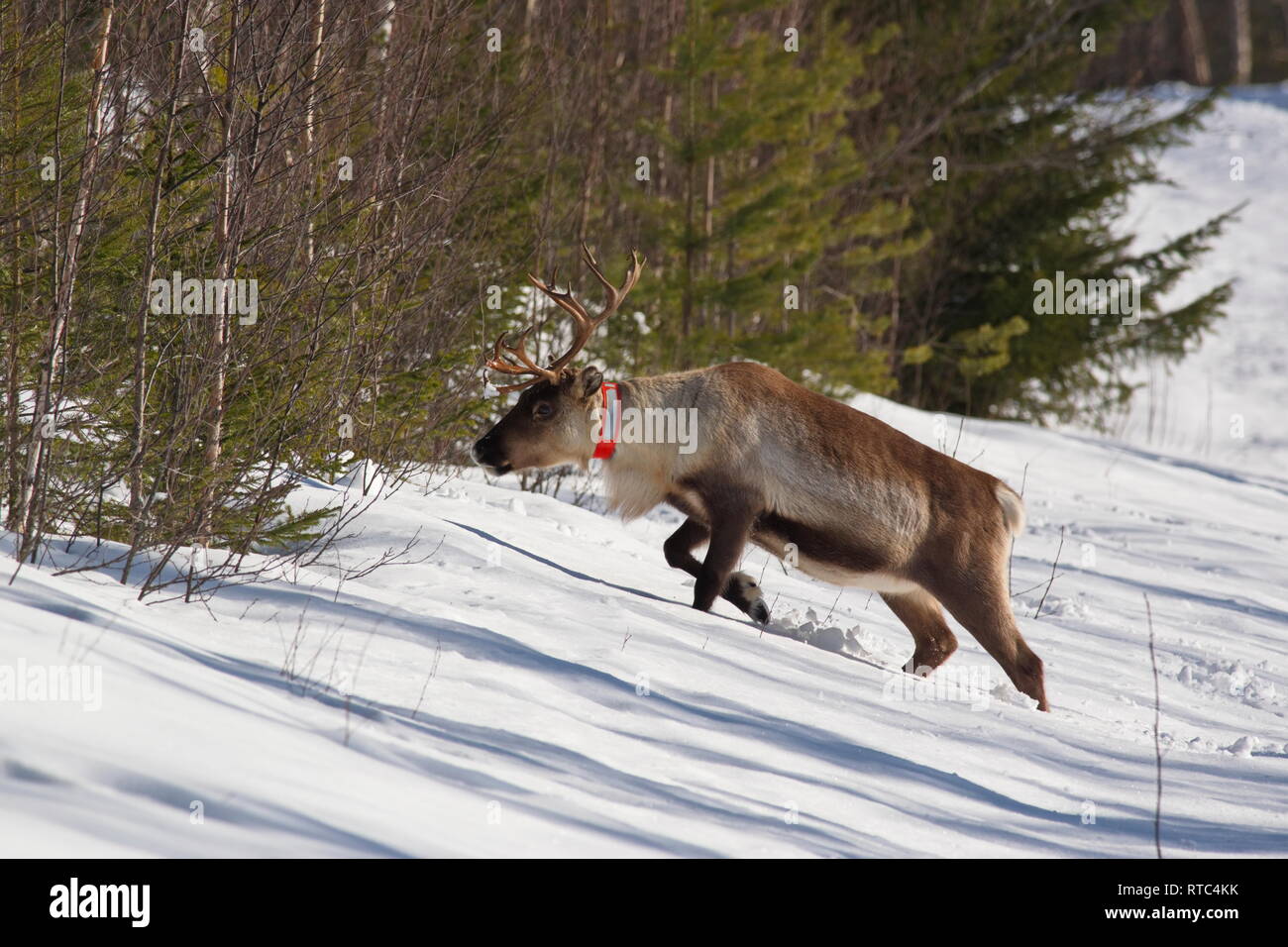 A reindeer (Rangifer tarandus) with a reflective collar is climbing a ...