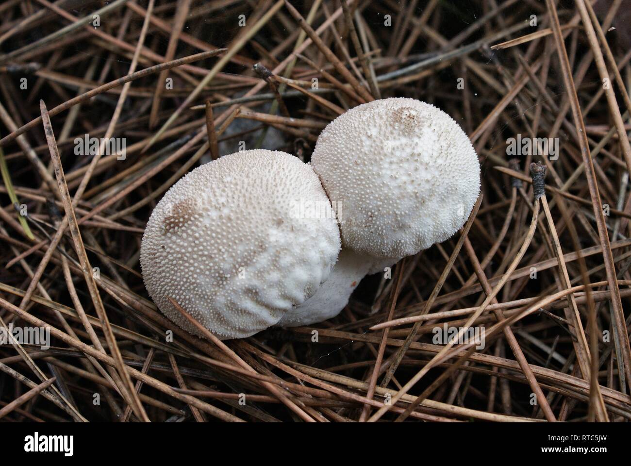 Devils snuff box hi-res stock photography and images - Alamy