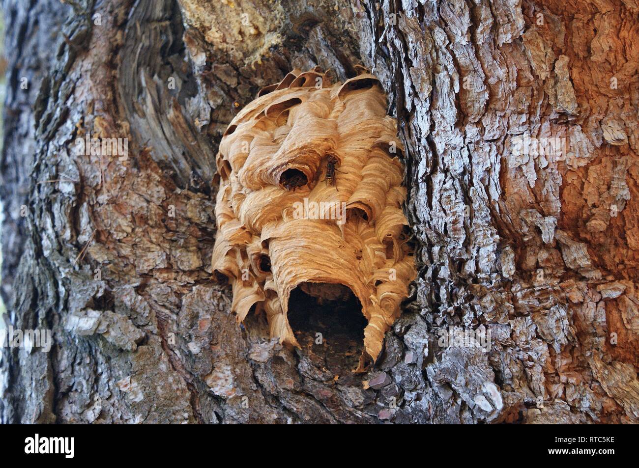 European hornet. Vespa crabo Stock Photo - Alamy