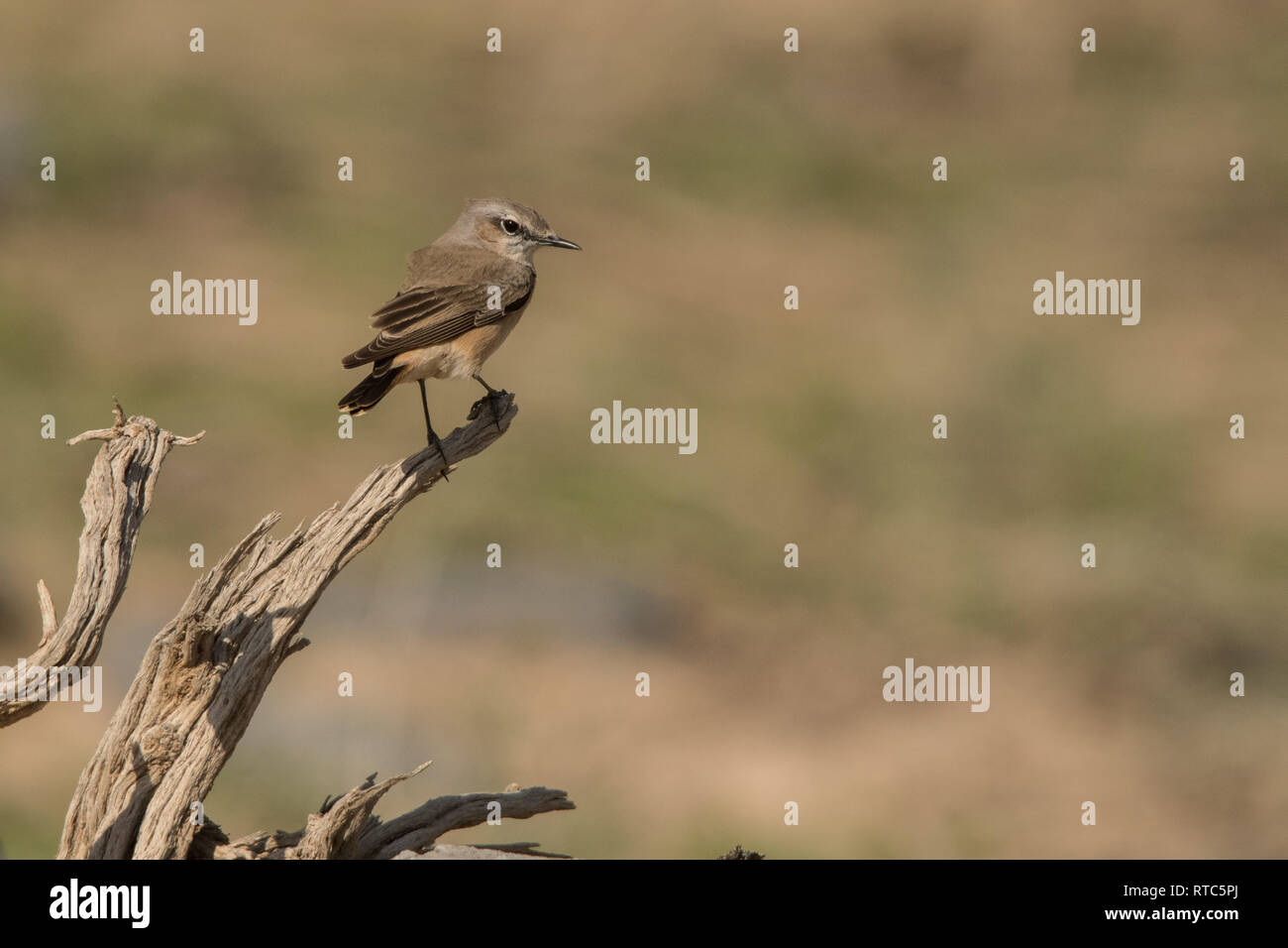 Red-tailed wheatear / Oenanthe chrysopygia Stock Photo - Alamy