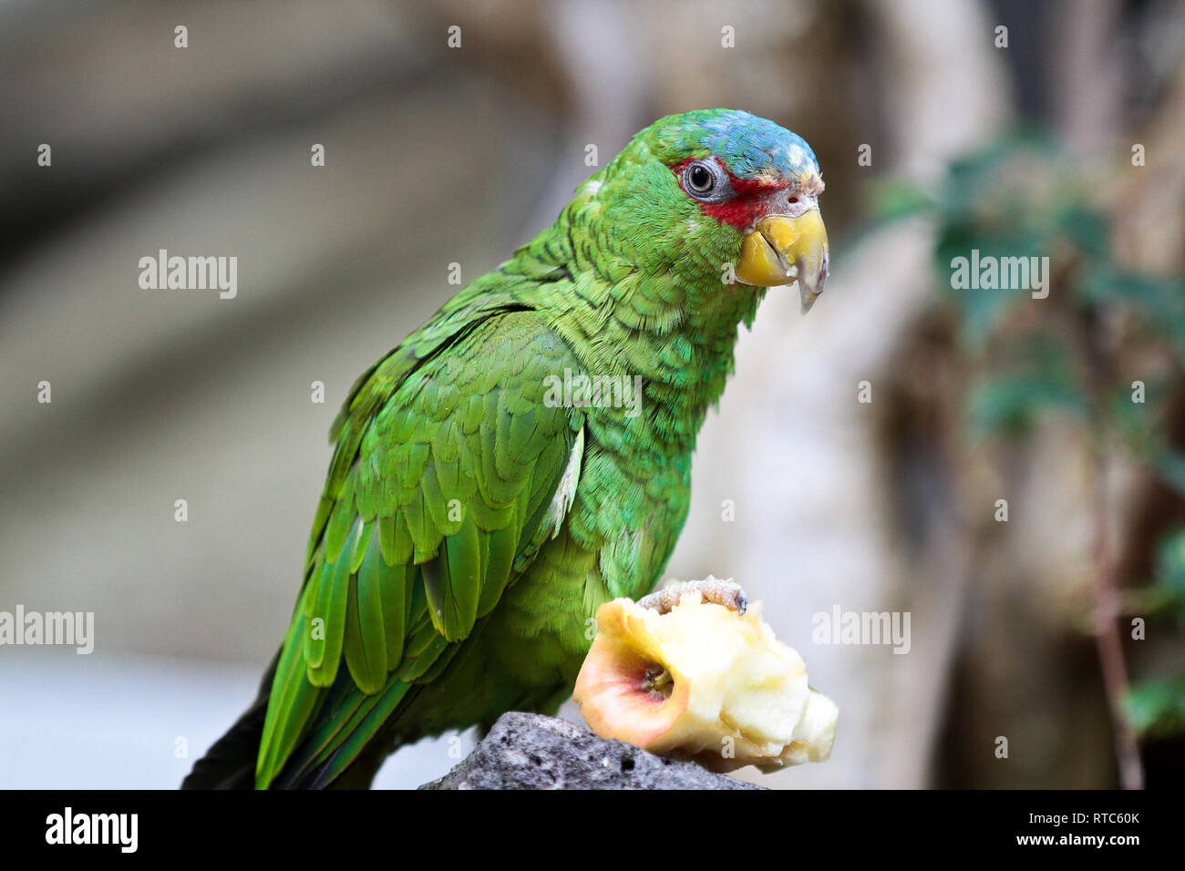 The Great Green Macaw also known as Buffon's Macaw or the Great ...