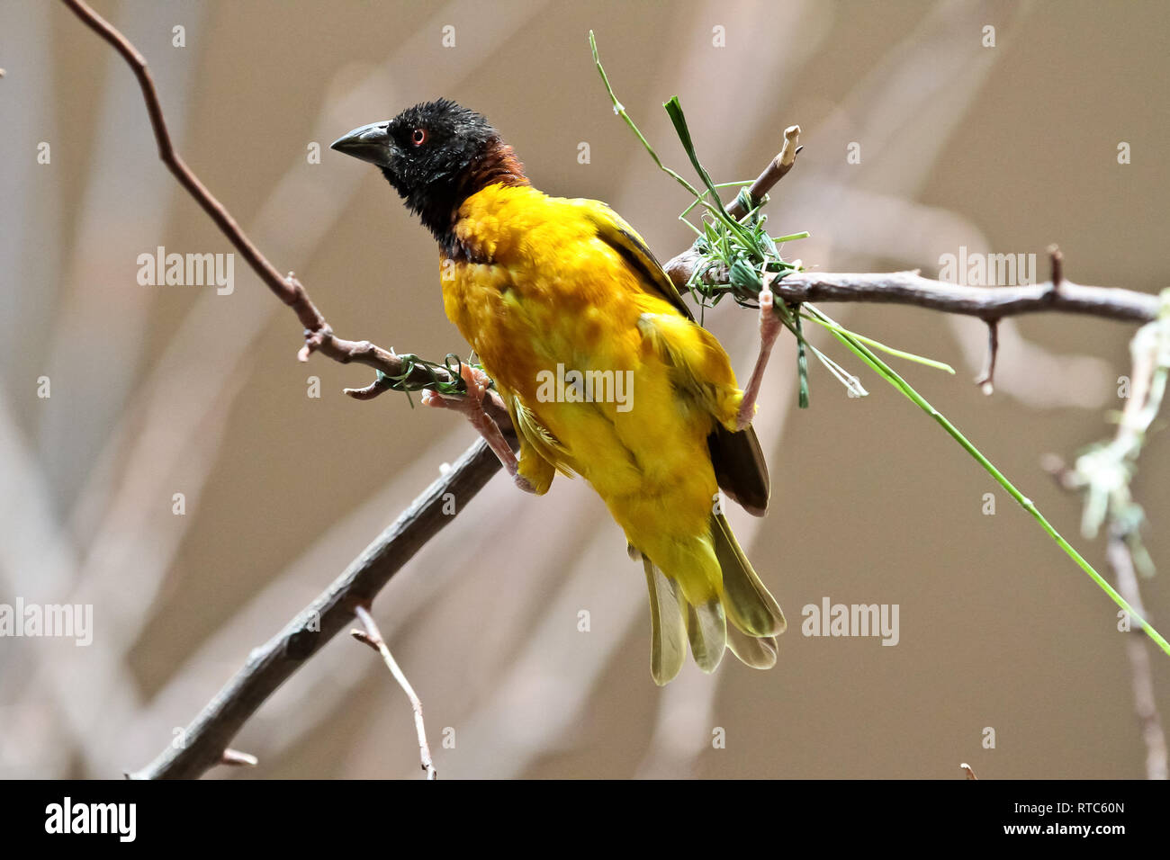 Vitelline Masked Weaver, Ploceus vitellinus on a perch. It is a species ...