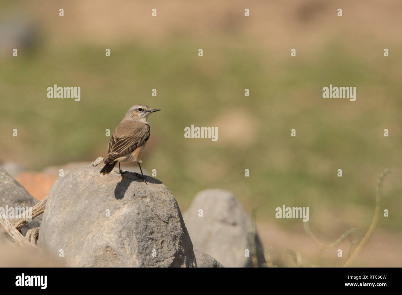 Red-tailed wheatear / Oenanthe chrysopygia Stock Photo - Alamy