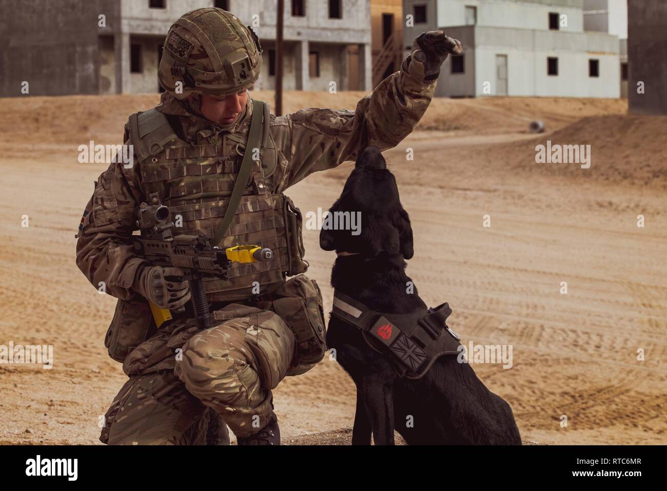 Dog handler from british army hi-res stock photography and images - Alamy