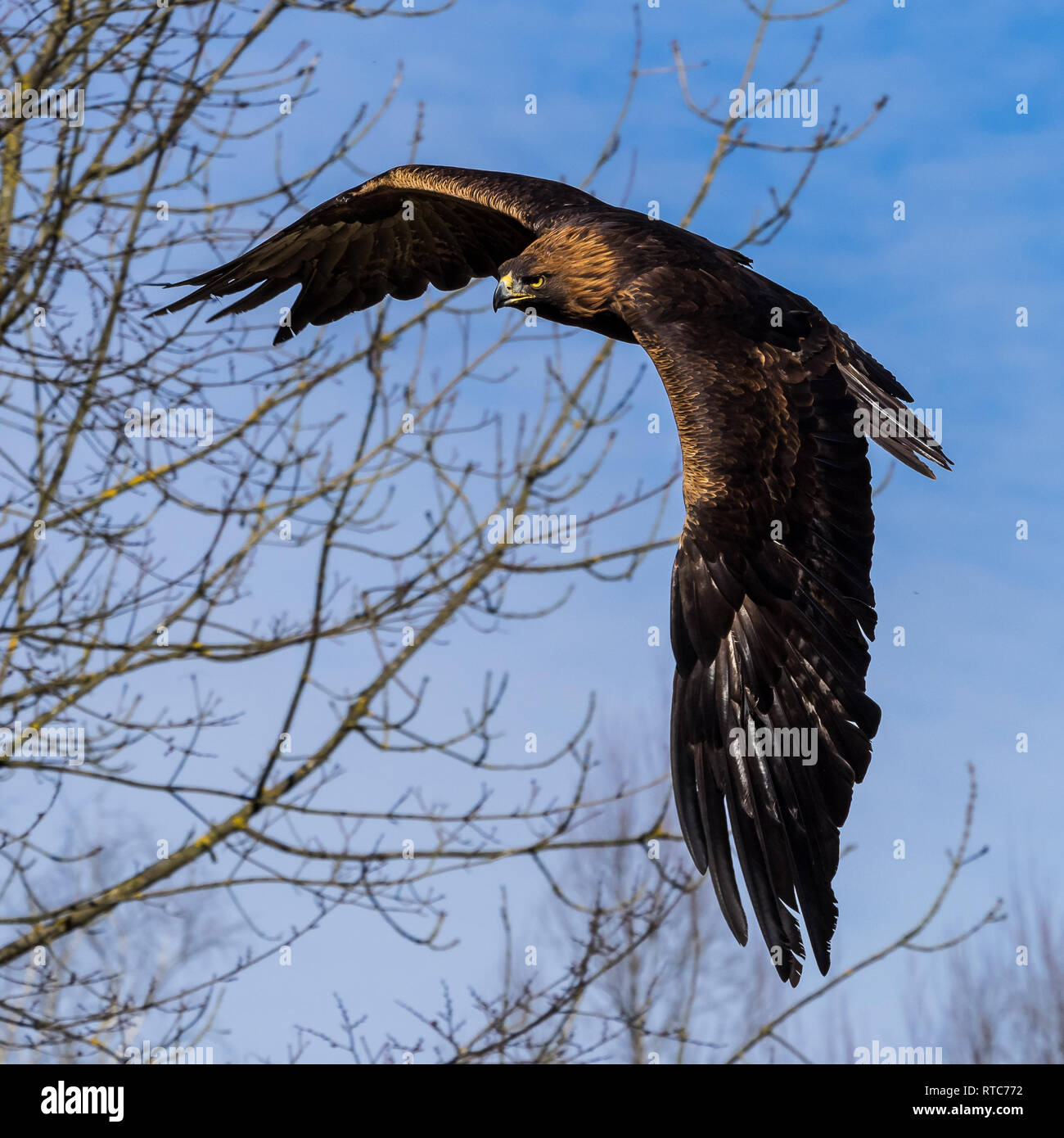 The golden eagle, Aquila chrysaetos is one of the best-known birds of ...