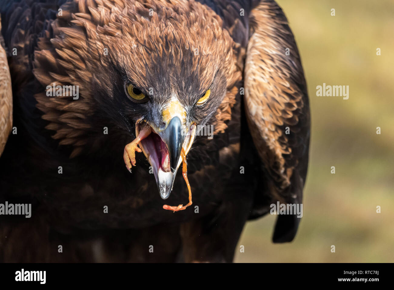 The golden eagle, Aquila chrysaetos is one of the best-known birds of ...