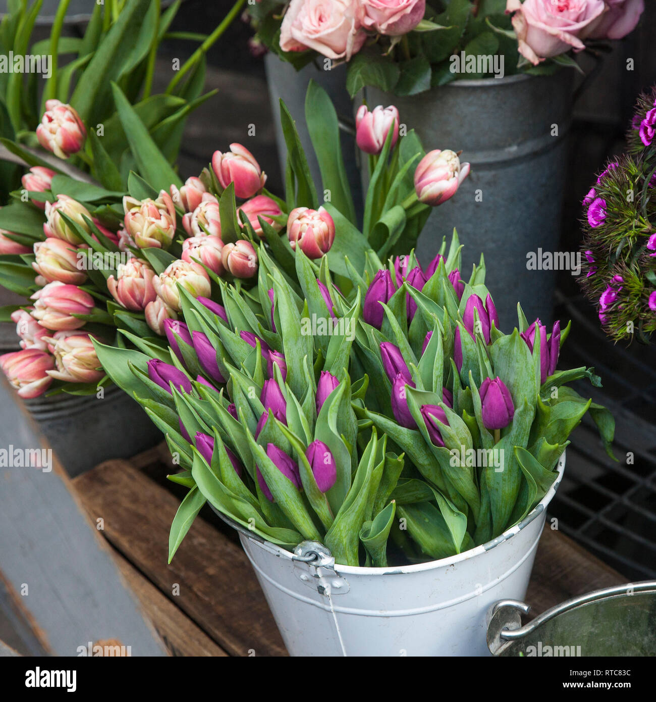 Purple buckets hi-res stock photography and images - Alamy