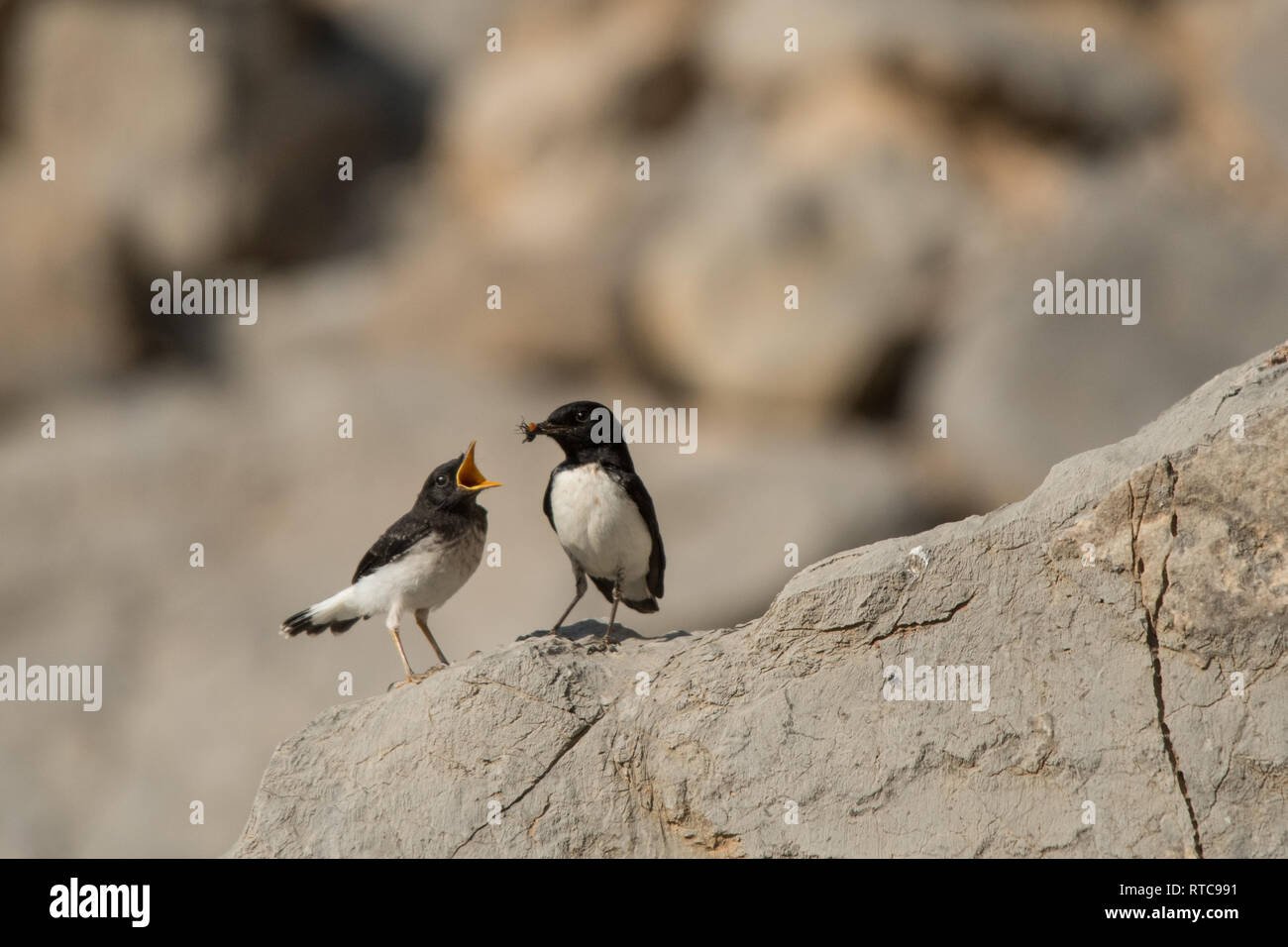 White tailed wheatear hi-res stock photography and images - Alamy