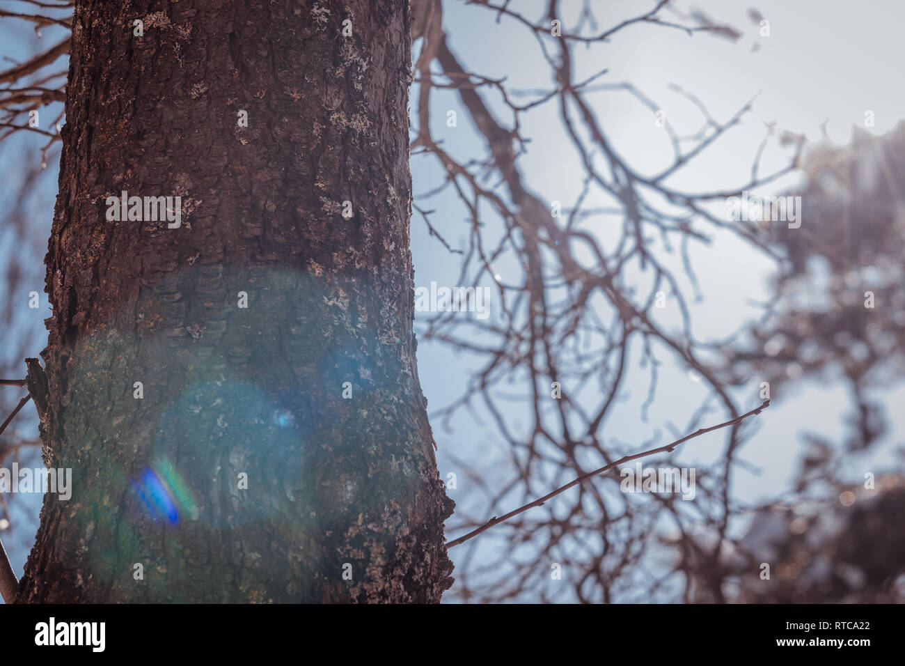 Lens flare on a tree Stock Photo - Alamy