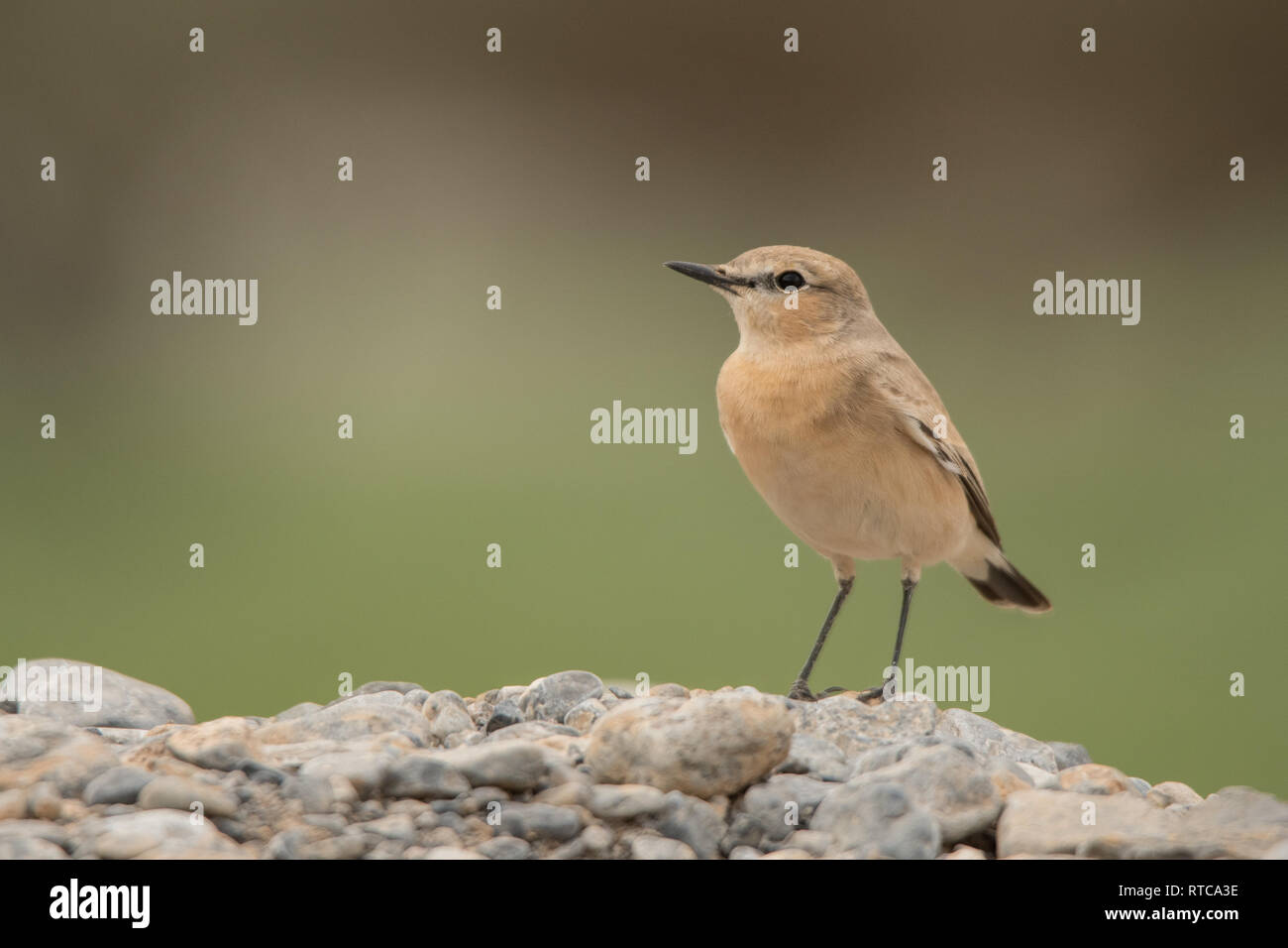 Isabelline hi-res stock photography and images - Alamy