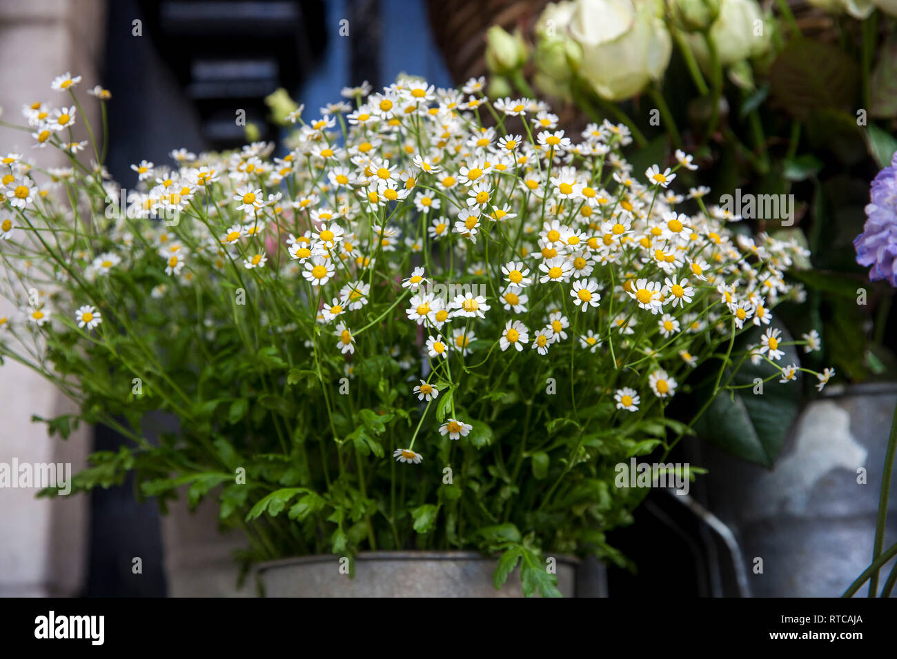 the white daisy bouquet in enamelled bucket for sale Stock Photo - Alamy