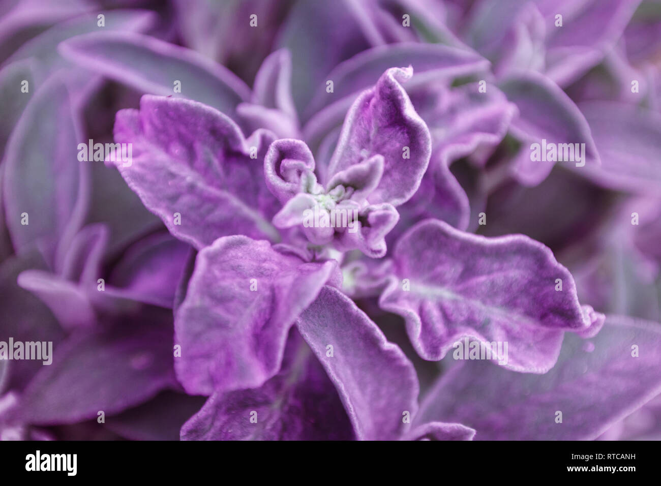 Uv texture hi-res stock photography and images - Alamy
