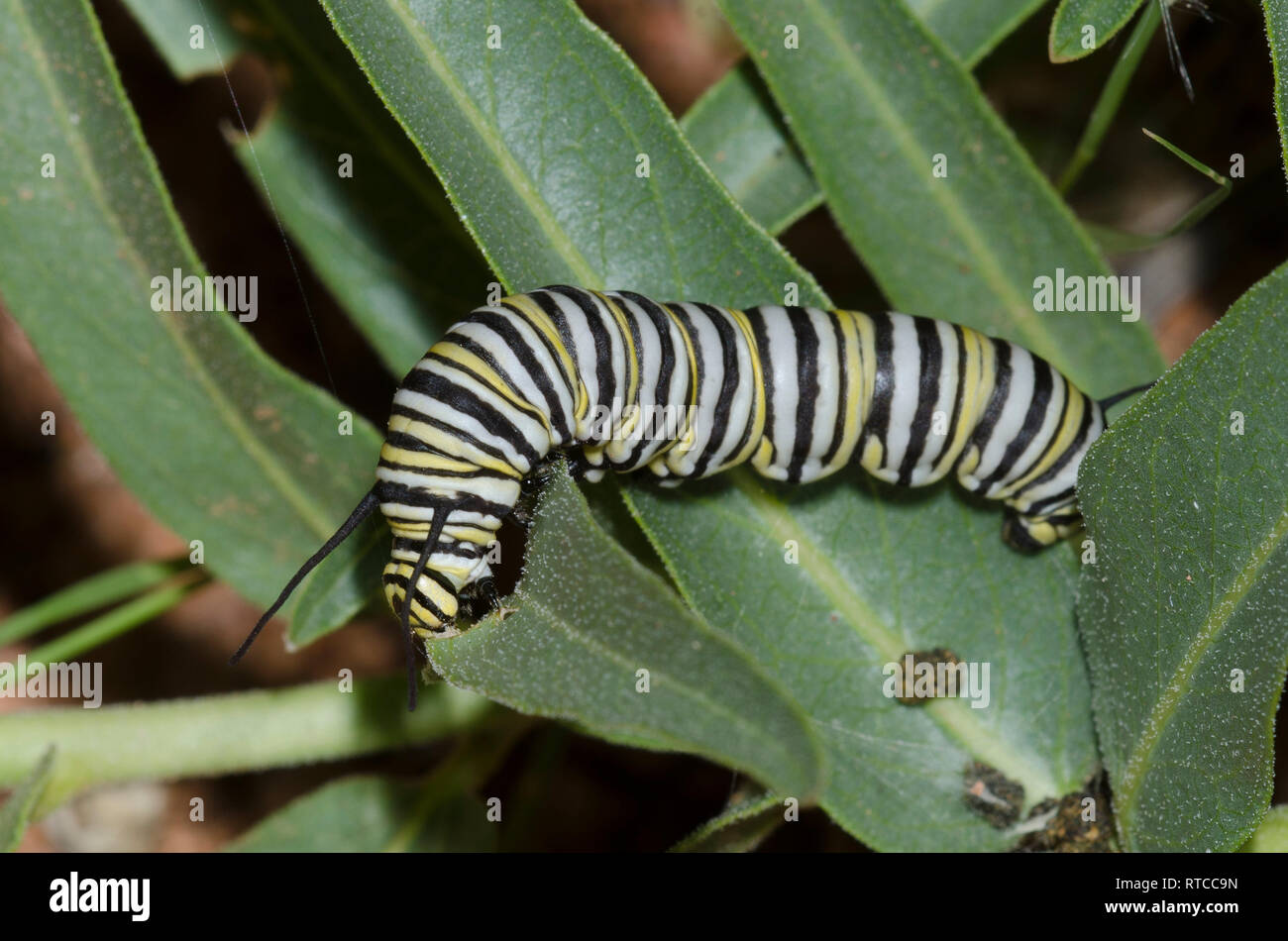 Monarch caterpillar frass hi-res stock photography and images - Alamy