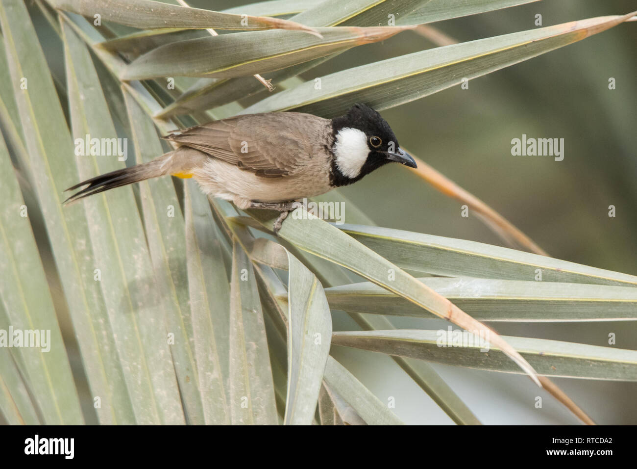 White-eared bulbul (Pycnonotus leucotis). Dubai Creek Park. UAE Stock ...
