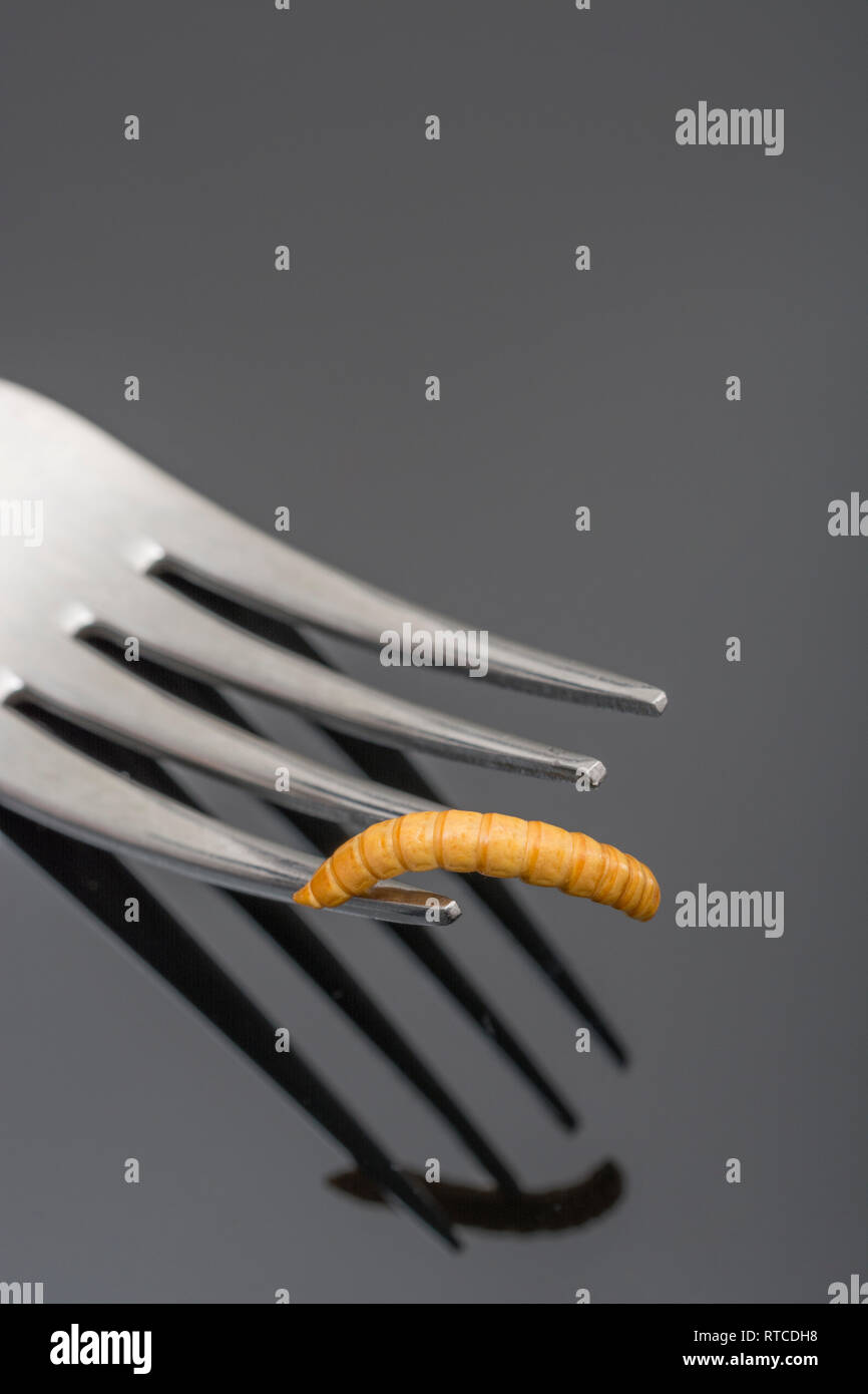 Single edible freeze-dried Mealworm / Tenebrio molitor on fork tine ...