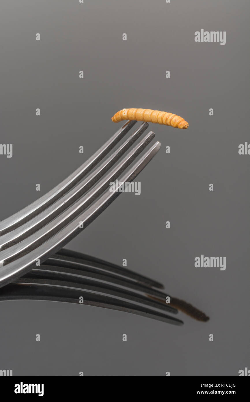 Single edible freeze-dried Mealworm / Tenebrio molitor on a fork tine ...