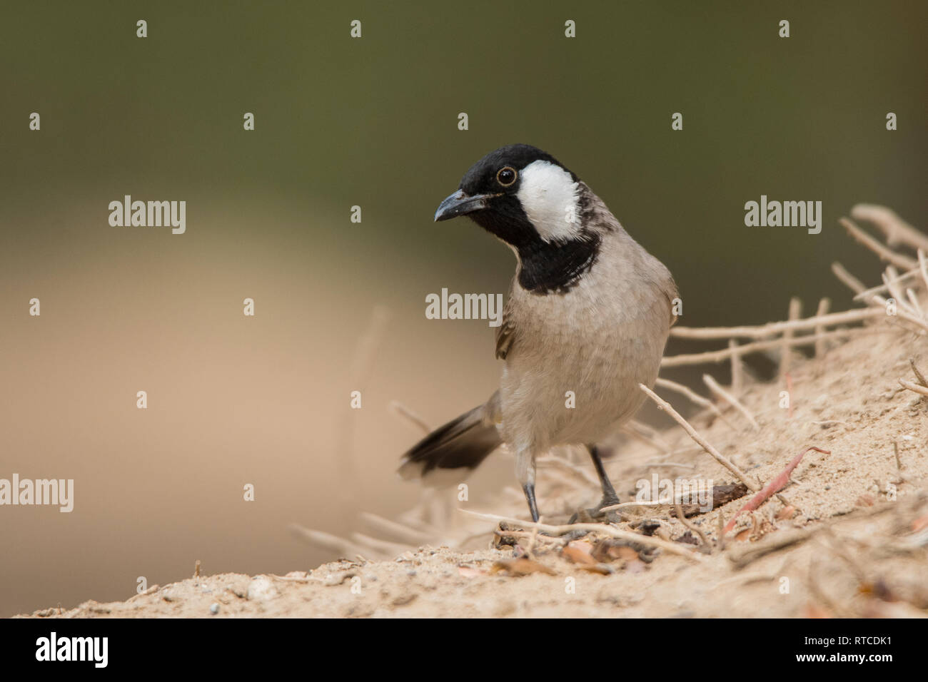 White-eared bulbul (Pycnonotus leucotis). Dubai Creek Park. UAE Stock ...