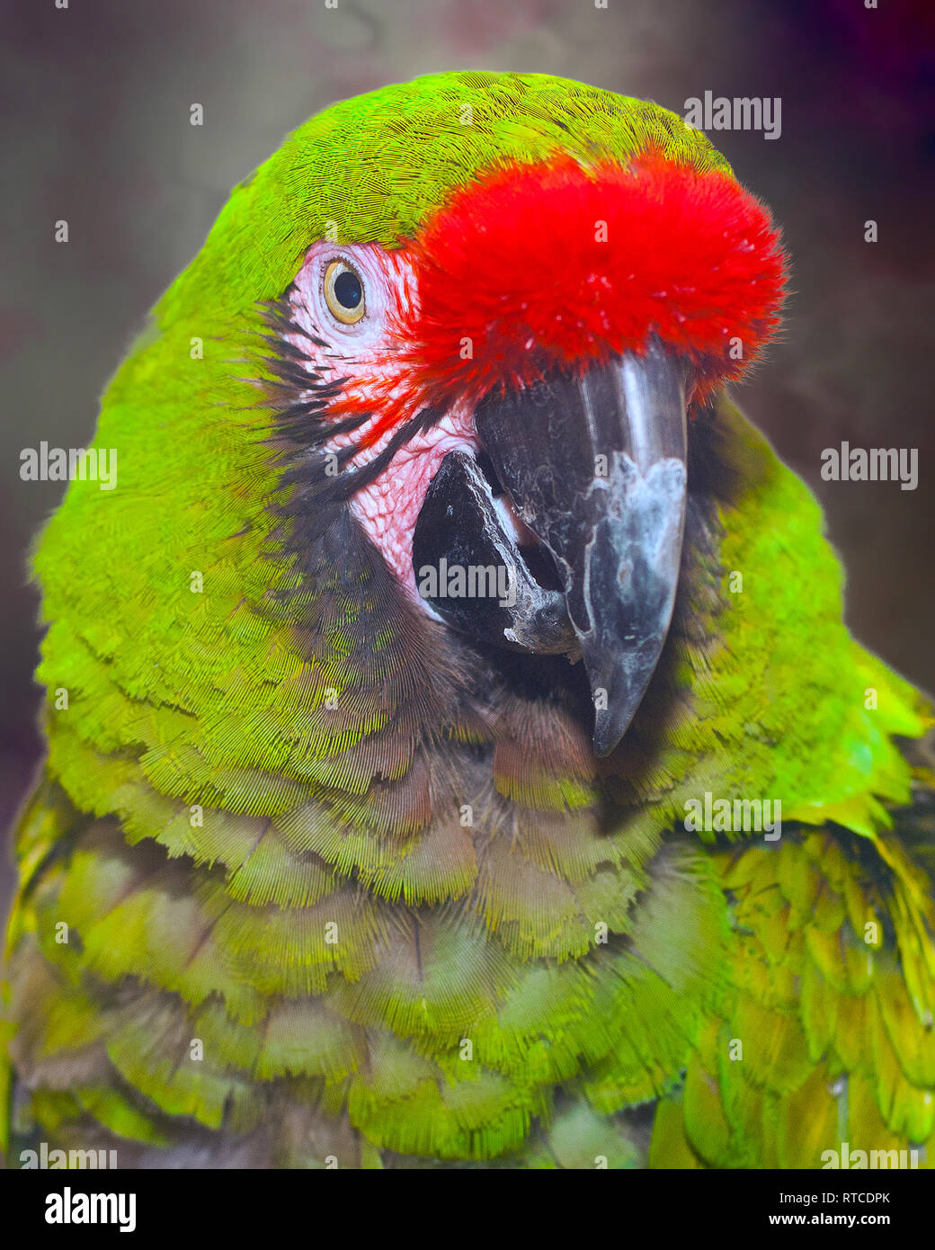 Beautiful Military McCaw Stock Photo - Alamy