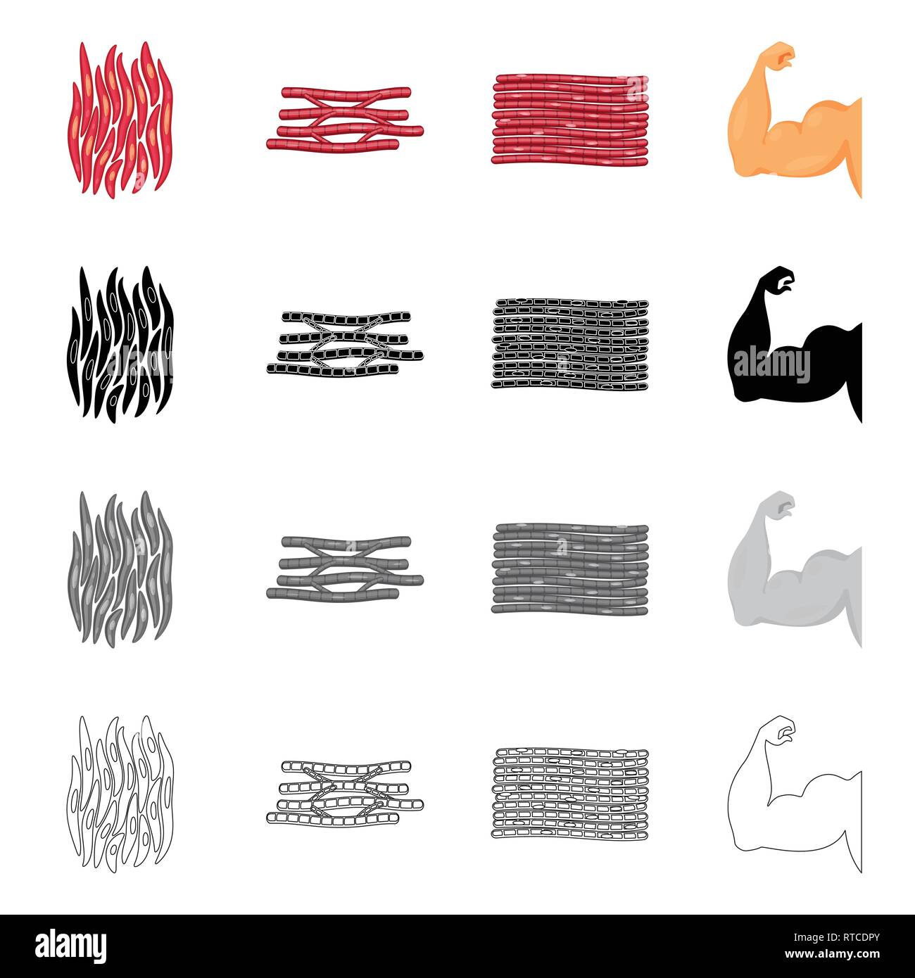 Vector illustration of fiber and muscular sign. Collection of fiber and ...